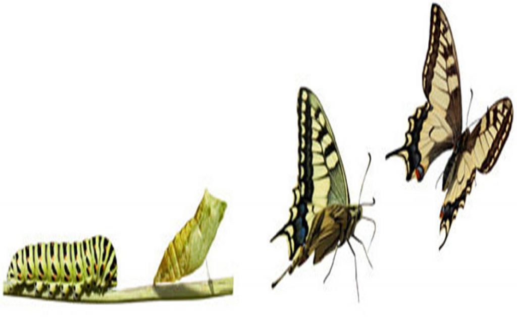 De la chenille au papillon… – La revue Cheminement